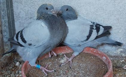Stock Birds | Northern Gold Coast | Hudson Lofts